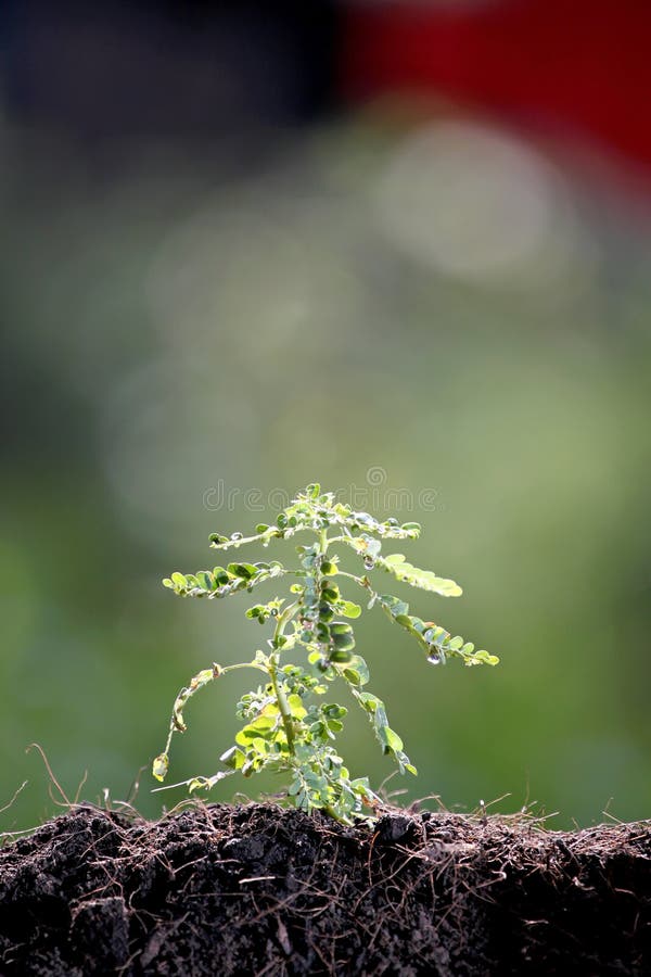 Forest Tree Seedlings Growing. Stock Image - Image of leaves, strong ...
