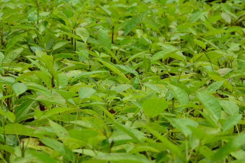 Forest Tree Seedlings stock image. Image of seedlings - 78998475