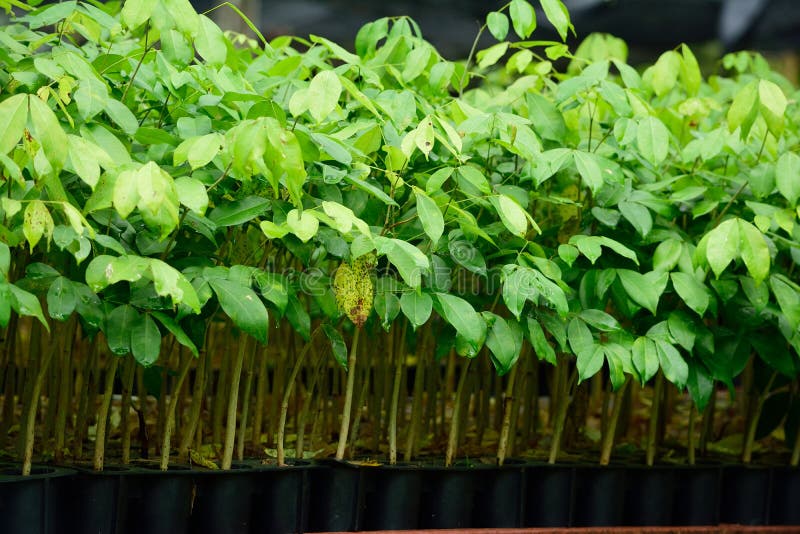 Forest Tree Seedlings stock photo. Image of plant, plants - 78999640