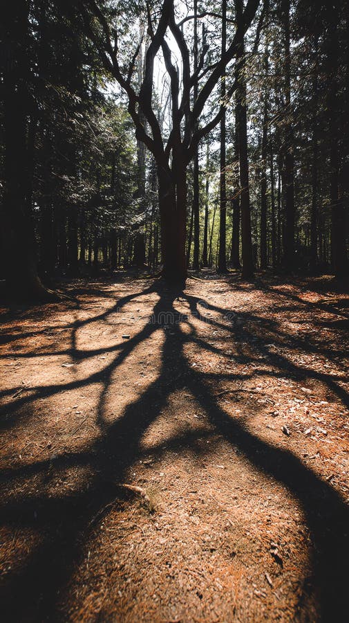 Forest Tree Shadow Sunlight Nature Stock Illustration - Illustration of ...