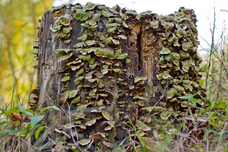Forest Tree Stump in Decay stock image. Image of shelf - 26728071