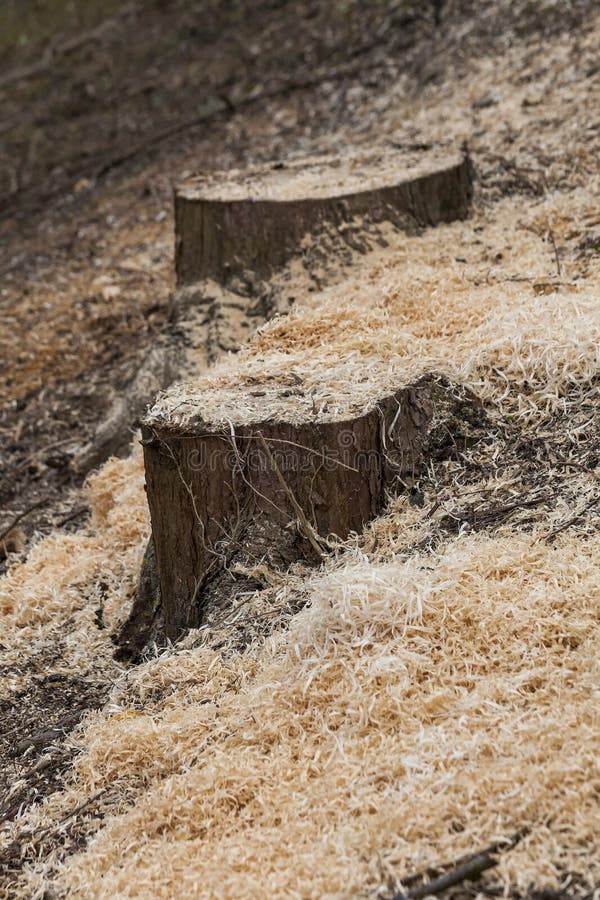 Forest Tree Stumps and Sawdust Stock Image - Image of industry, plant ...