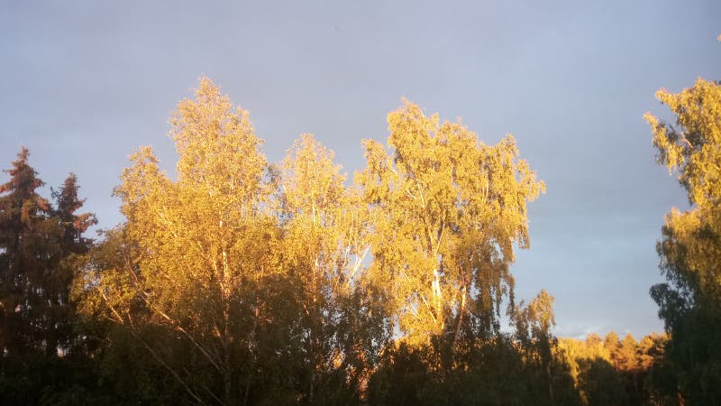 Forest stock image. Image of tree, summer, sunset, forest - 154439153