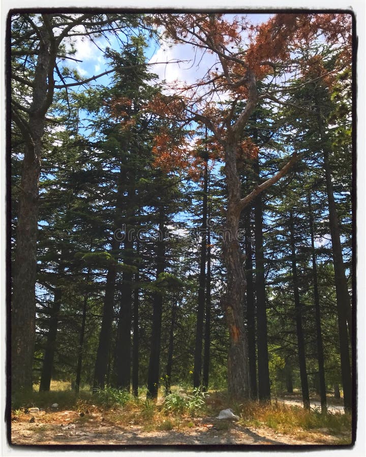 Tall trees stock image. Image of tall, forest, plants - 121772973