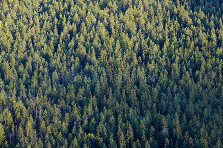 Forest tree tops stock image. Image of lumber, woods - 16996723