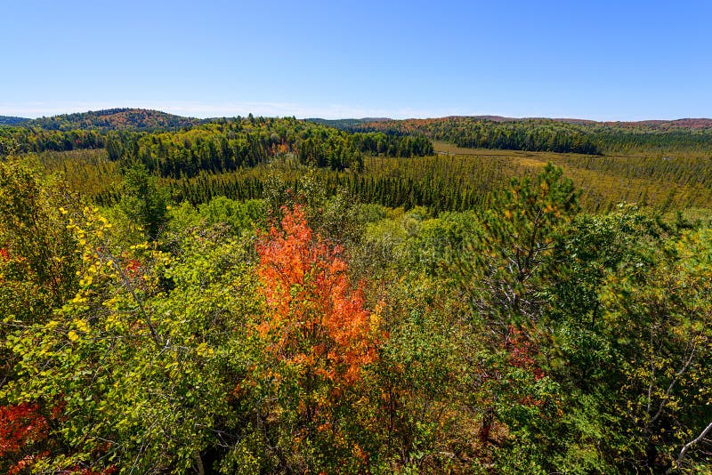 Forest Tree Tops in Autumn - Wide Angle Stock Image - Image of forest ...