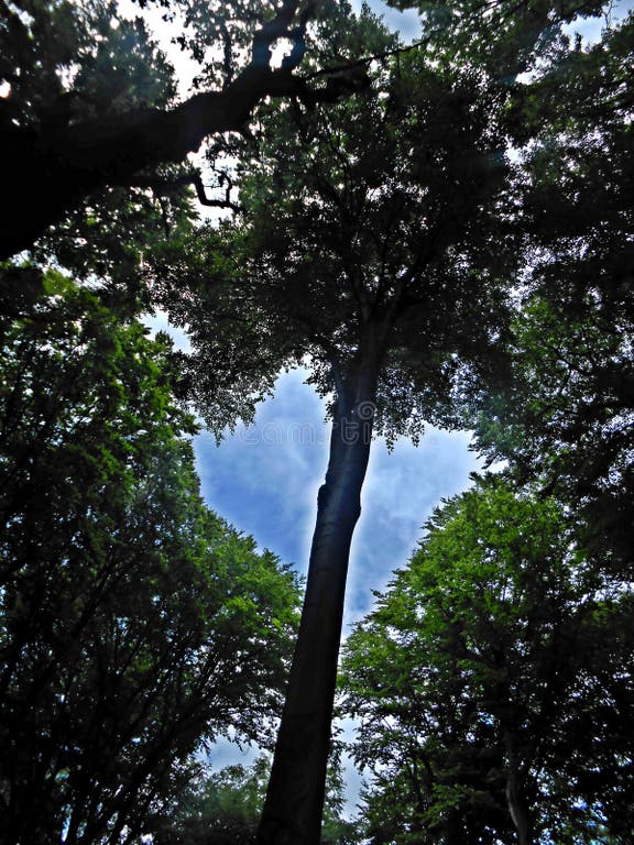Forest stock image. Image of green, light, wood, dark - 92864901