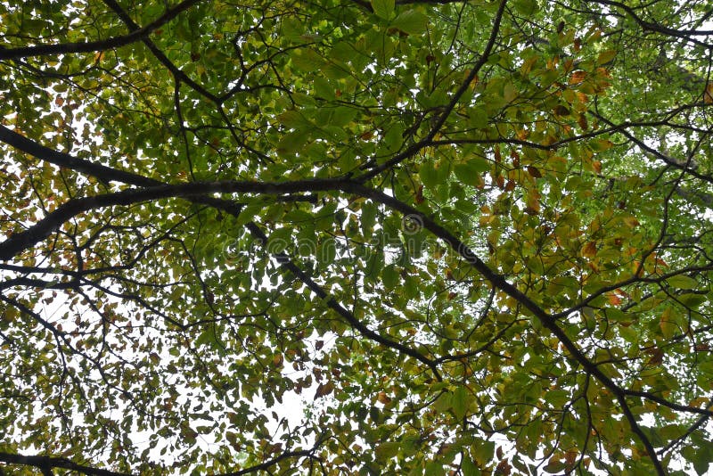 Forest Tree Tops in Summer stock photo. Image of organic - 126044432