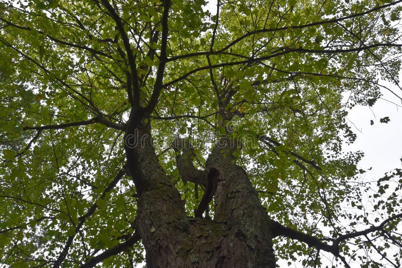 Forest Tree Tops in Summer stock photo. Image of organic - 126044432