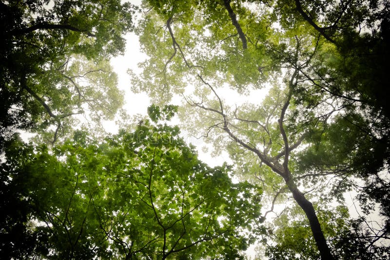 Forest Tree Tops in Summer stock photo. Image of organic - 126044432