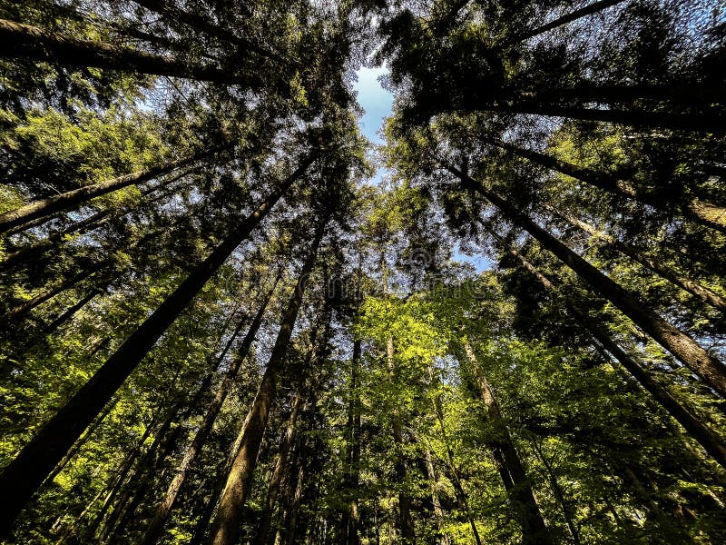 Forest Tree Tops View from the Ground Stock Photo - Image of natural ...
