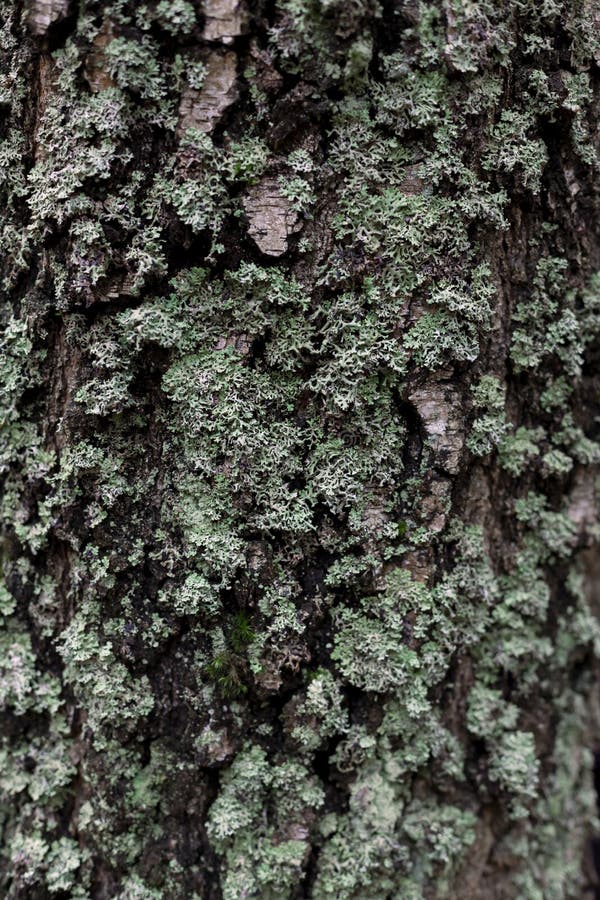 Forest Tree Trunk Bark Texture with Moss Stock Image - Image of bark ...
