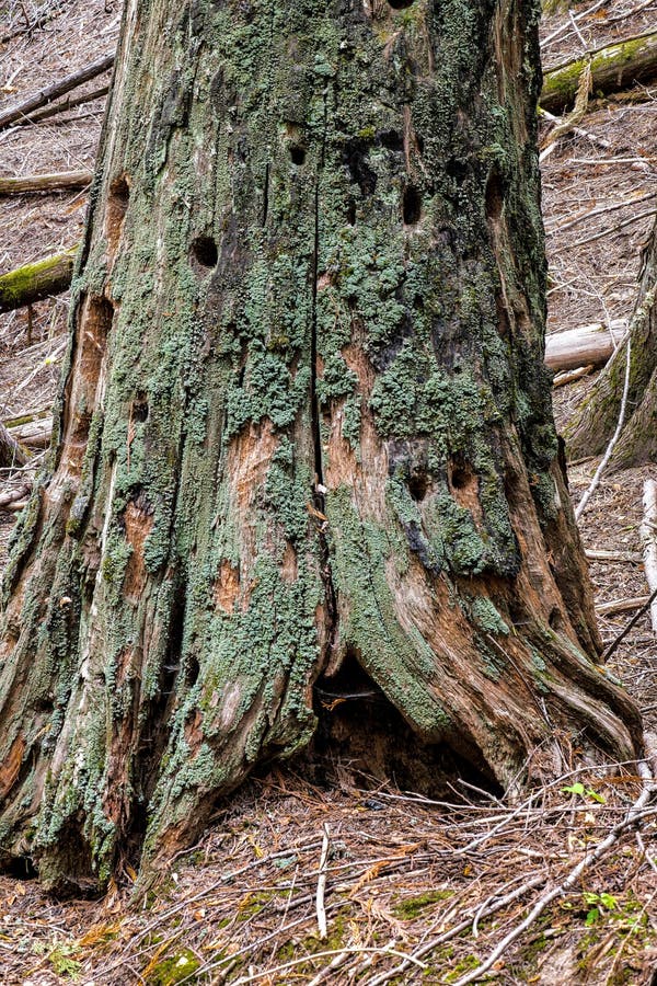 Forest Tree Trunk in Decay stock photo. Image of hiking - 187263040