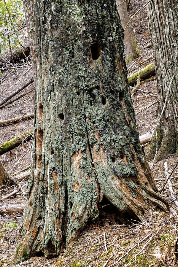 Forest Tree Trunk in Decay stock image. Image of autumn - 187263051