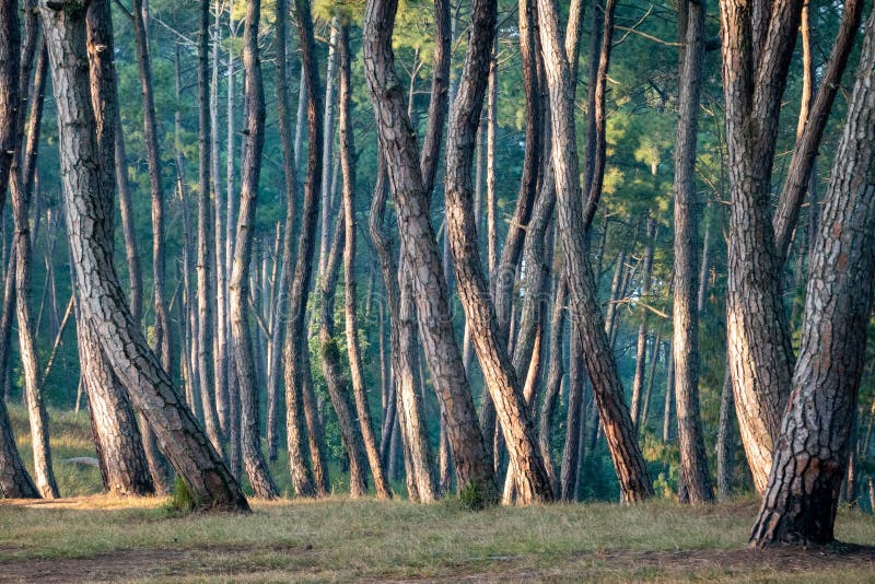 Forest of Tree Trunks stock image. Image of nature, sunrise - 169641741