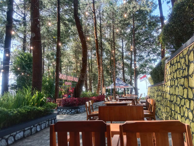 Forest with the Tree Very Nature, in Secret Mountain Ngawi,east Java ...