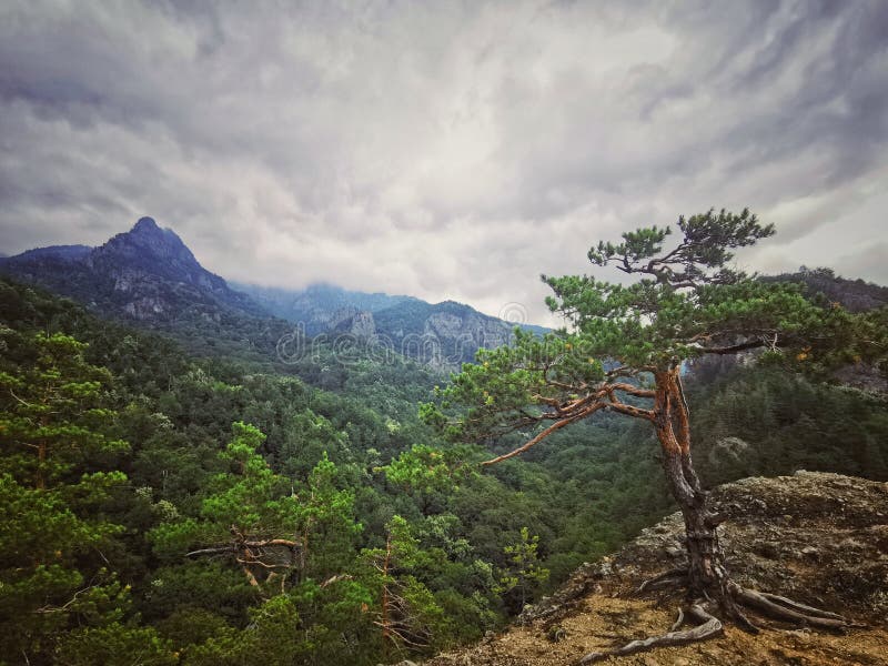 In the forest tree view stock photo. Image of adventure - 192557708