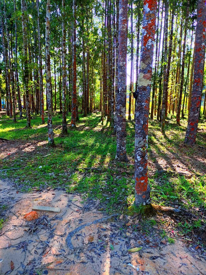 In Forest Tree Warm Feel Fresh Air Stock Photo - Image of nature, grove ...