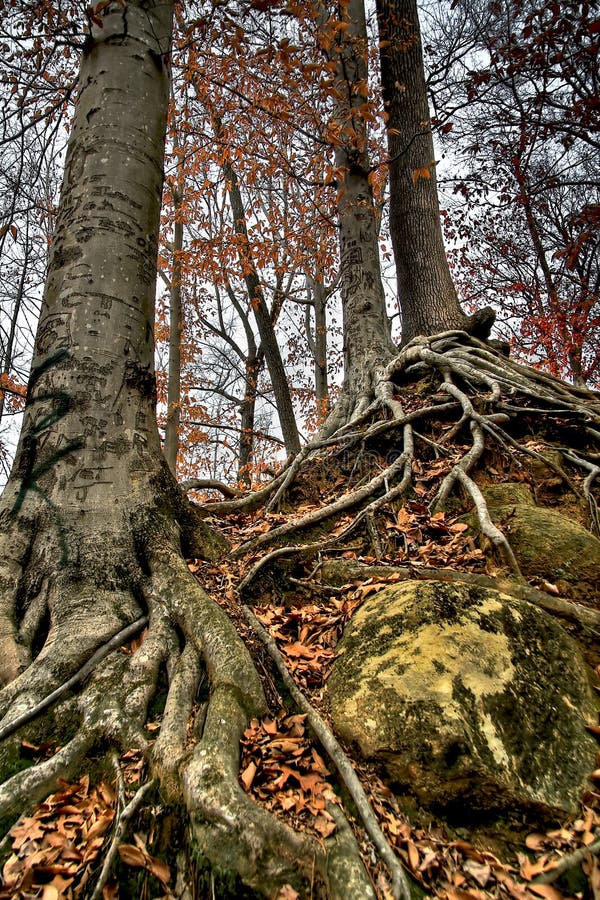 Forest trees stock image. Image of natural, leaves, shadows - 4846421