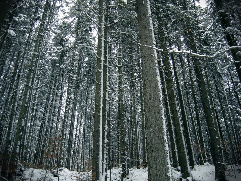 Forest trees stock image. Image of winter, environment - 489453
