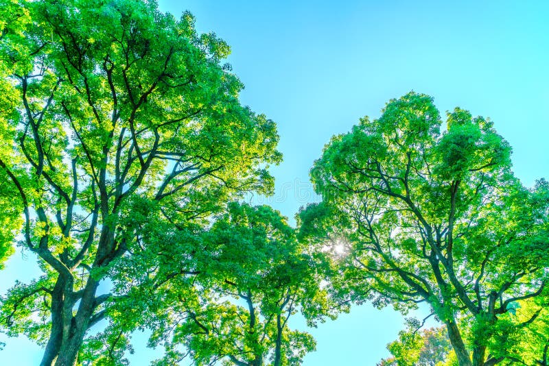 . Forest trees stock photo. Image of season, forest, natural - 72475150