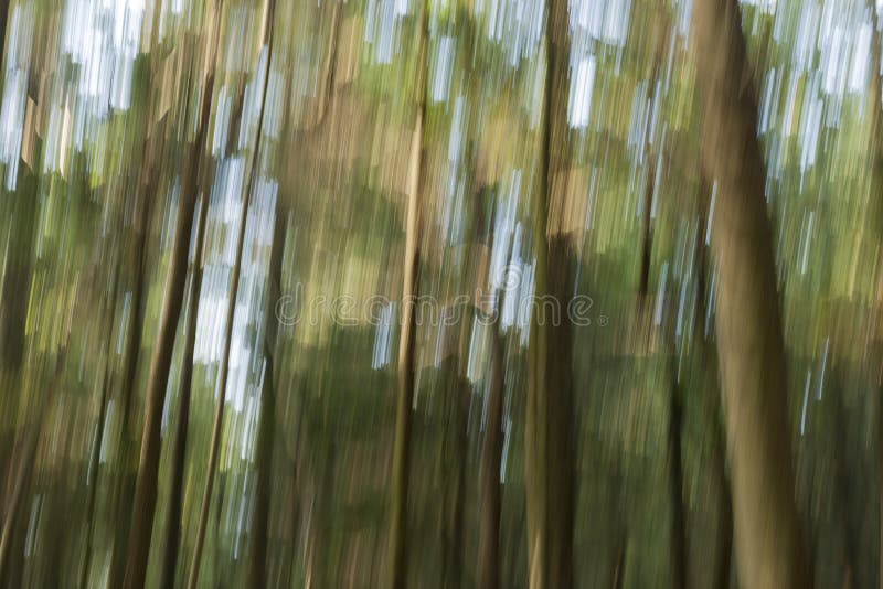 Forest and Trees Abstracted Striped Stock Photo - Image of background ...