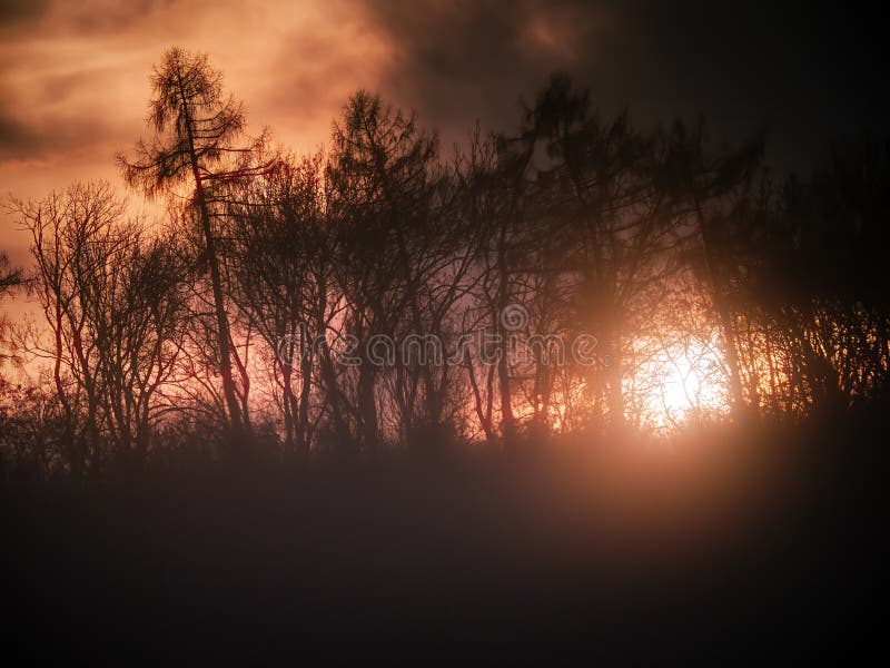 Forest Trees Against the Sunset Stock Image - Image of fall, season ...