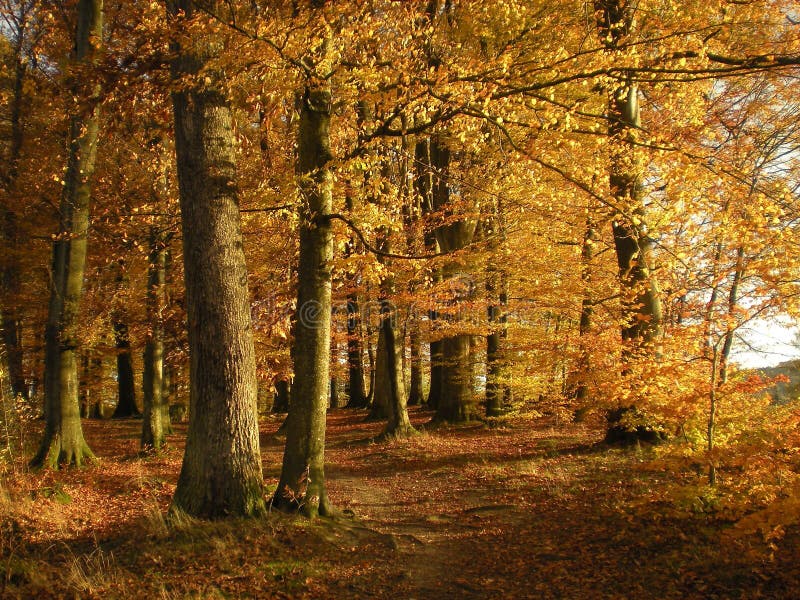 Forest Trees in Autumn stock photo. Image of colour - 116470924