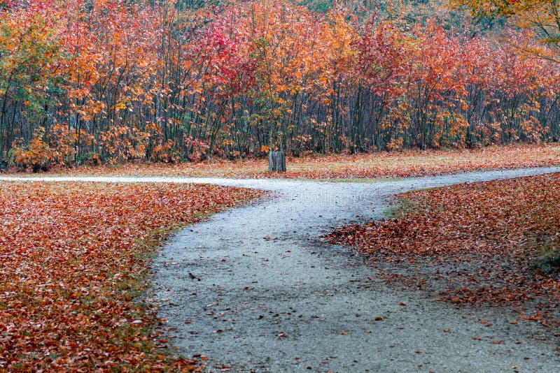 Forest with Trees in Autumn Colors. the Color of the Leaves Creates a ...