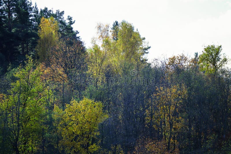 Forest Trees Autumn yet Green Scene on a Hill with White Sky Stock ...