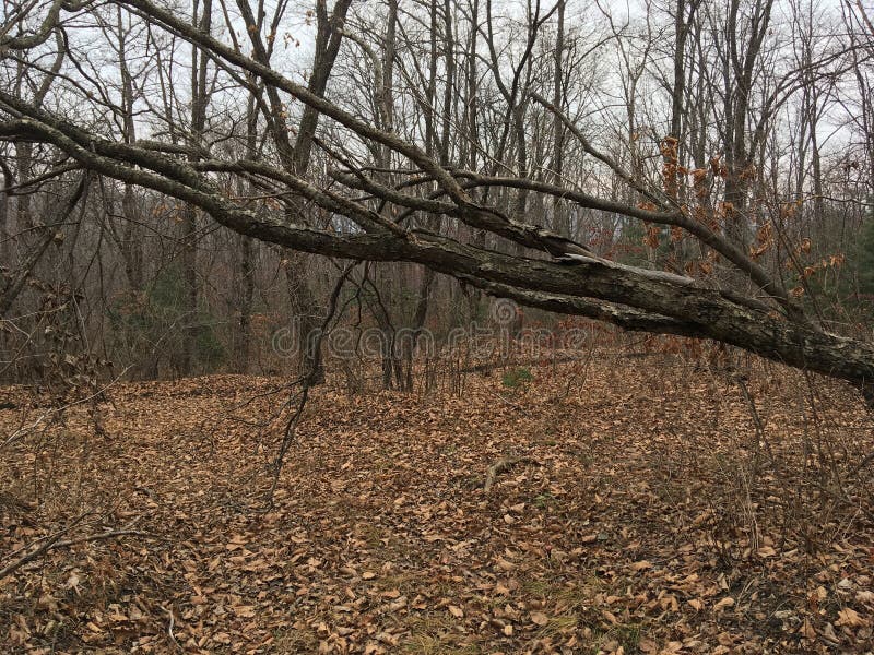Forest, Trees. Autumn Season. Stock Photo - Image of season, trees ...