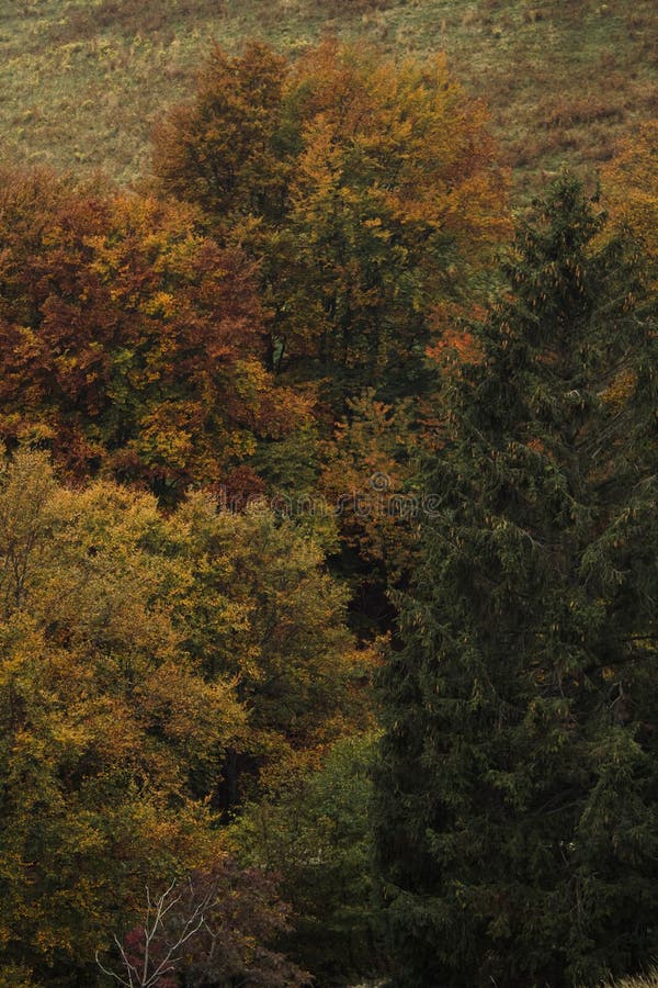 Forest of Trees with Autumnal Colors Photos Stock Image - Image of ...