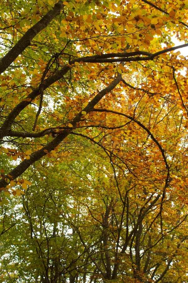Forest of Trees with Autumnal Colors Photos Stock Image - Image of ...