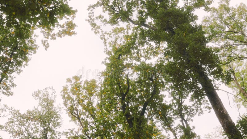 Forest with Trees in the Background and a Clear Blue Sky Stock Video ...