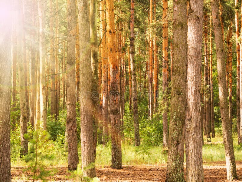 Forest Trees Backlit by Golden Sunlight before Sunset with Sun Rays ...