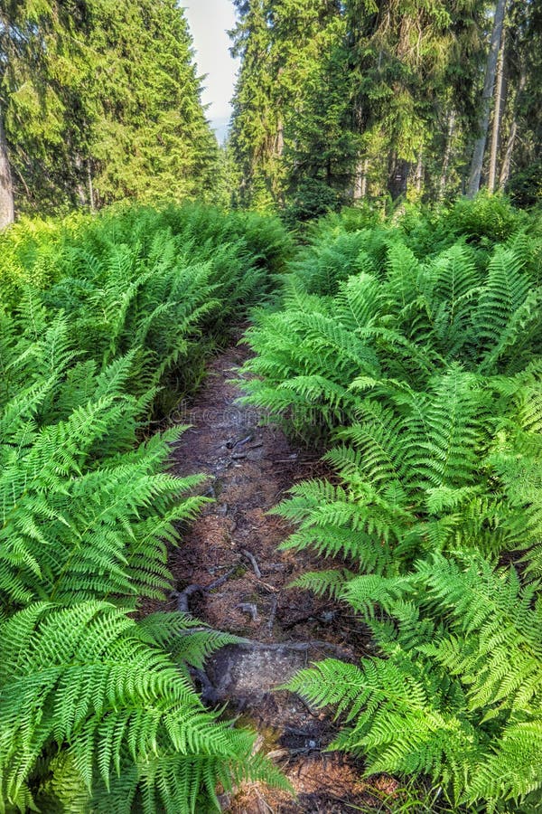 Forest Trees. Bark Beetle Infested Spruce Stock Photo - Image of nature ...