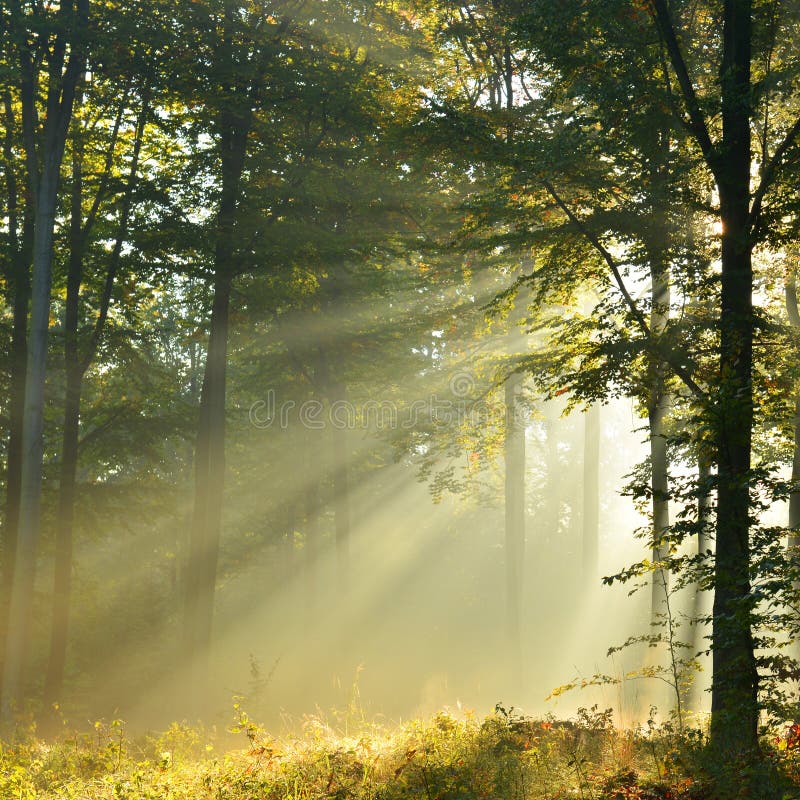Fall Forest with Sun Rays through the Trees Stock Image - Image of fall ...