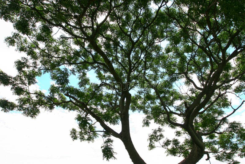 The Forest Trees from Bellow . a Low Angle Shot Stock Image - Image of ...