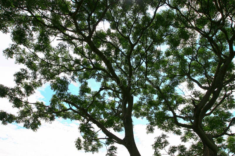 The Forest Trees from Bellow . a Low Angle Shot Stock Image - Image of ...
