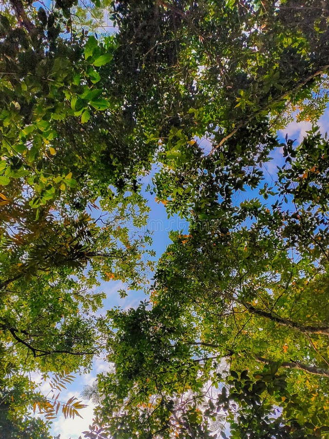 Forest Trees from Below with Blue Sky Stock Photo - Image of refreshing ...
