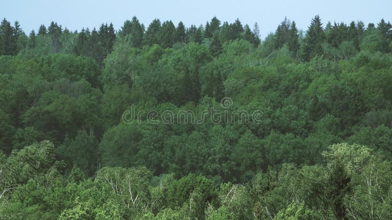 Trees Resist Wind Stock Photos - Free & Royalty-Free Stock Photos from ...