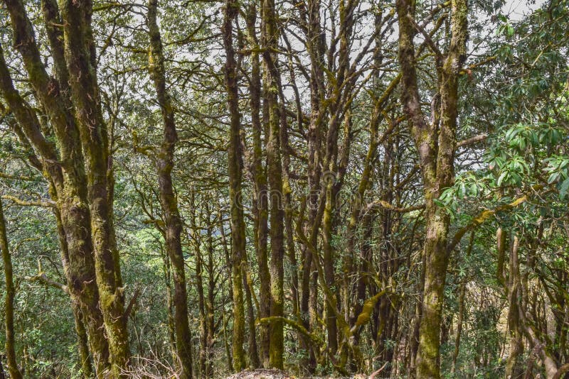 Forest Trees in Binsar Wildlife Sanctuary Stock Image - Image of range ...