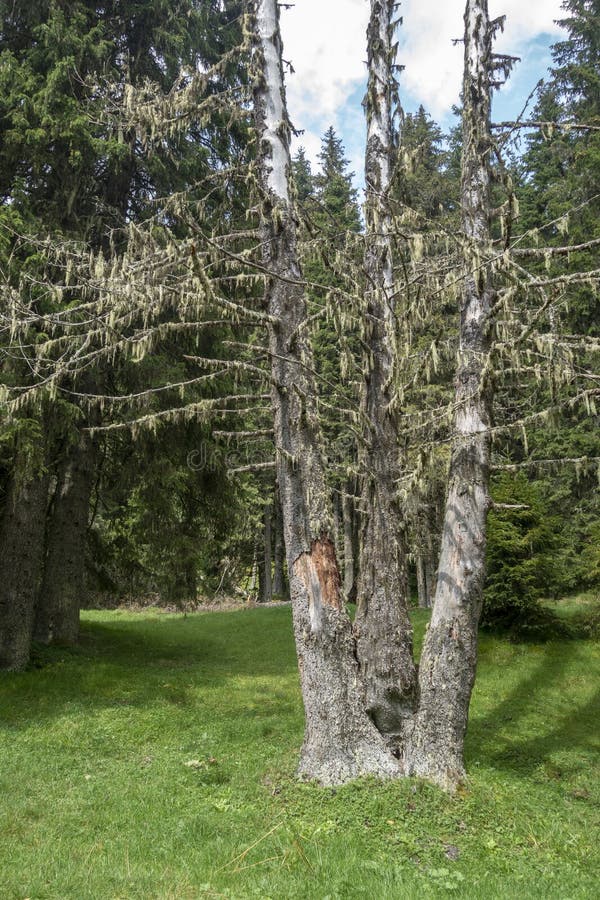 Forest Trees in Bucegi Mountains, Romania, Spring Day Stock Image ...