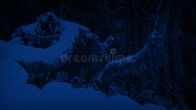 Forest Trees Buried in Snowfall at Night Stock Footage - Video of ...