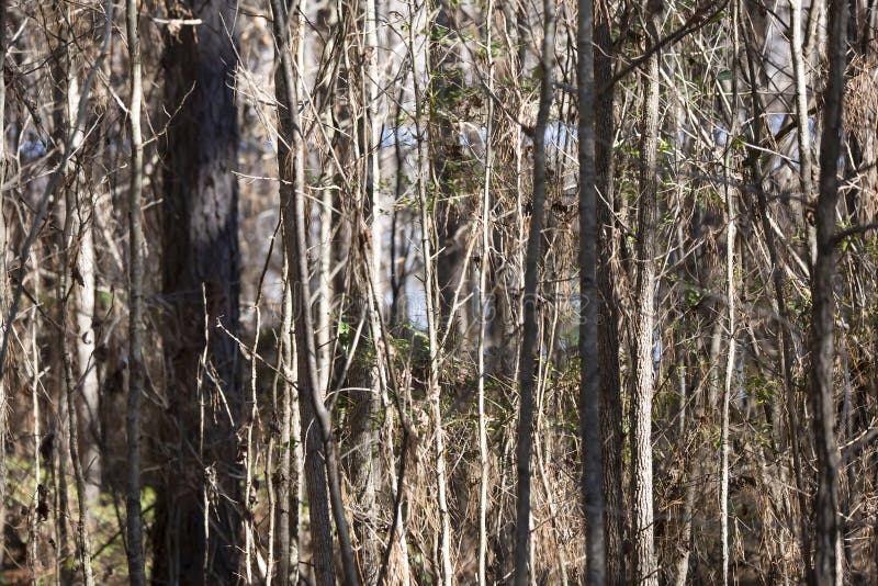 Forest Trees stock photo. Image of grove, ecosystem - 291160692