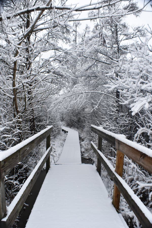 Hiking Path through Fresh Snow Stock Image - Image of untouched, trees ...
