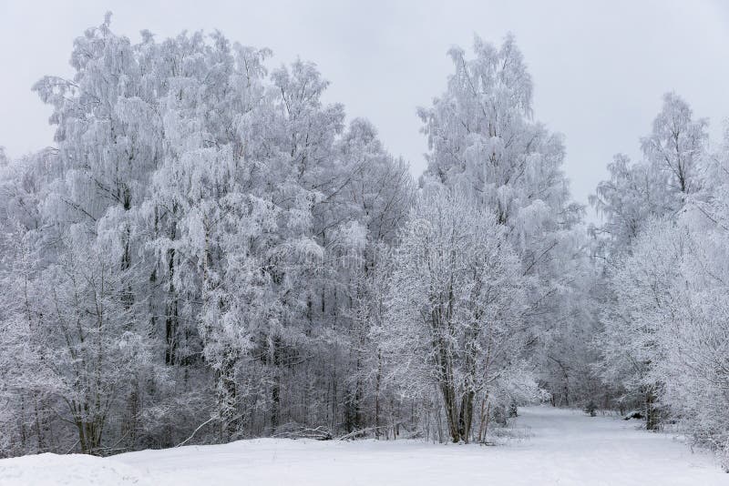 Frost Covered Trees in Freezing Wintertime Stock Photo - Image of cold ...