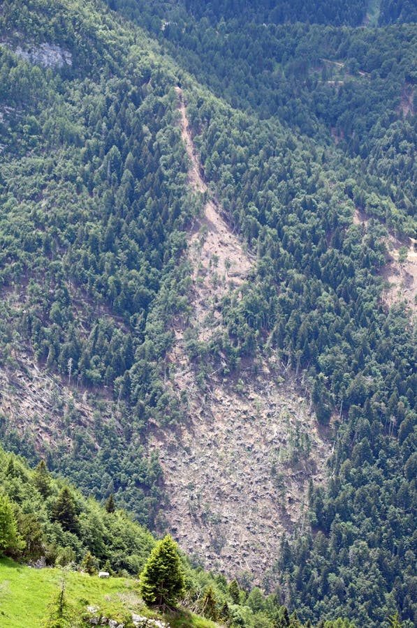 Forest with Trees Cut Down Due To the Storm Stock Photo - Image of ...