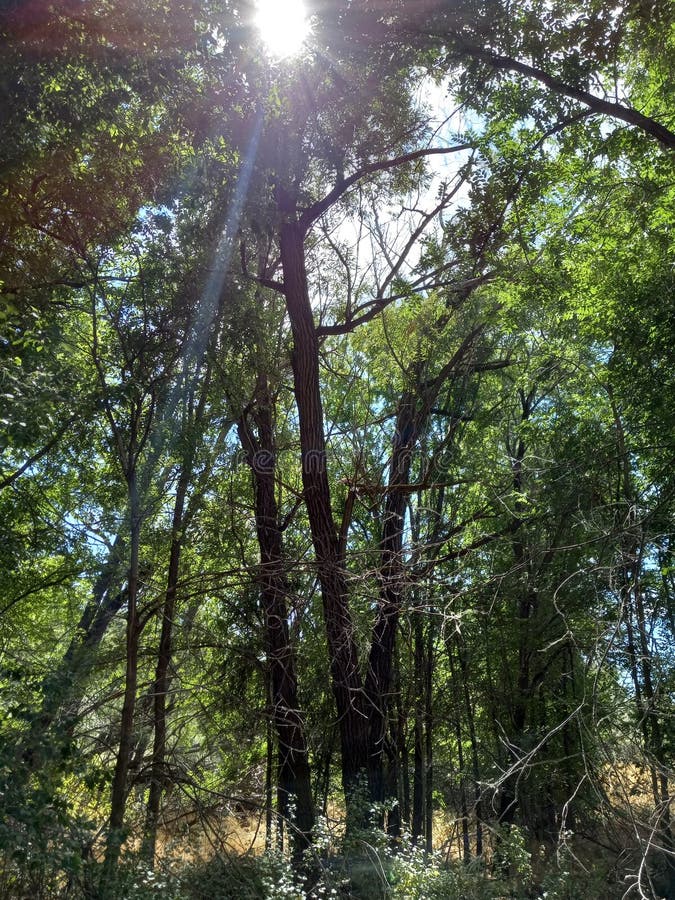 Forest Trees in the Daylight - Stock Image - Image of jungle, trees ...