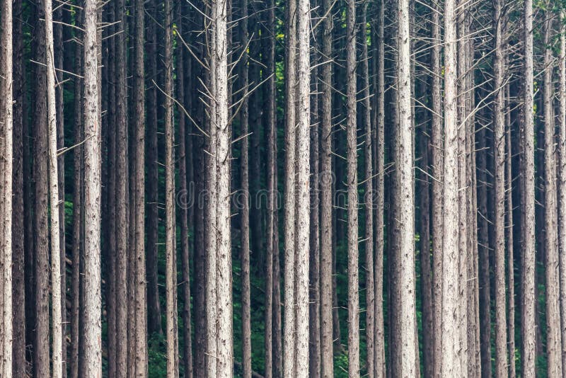 Forest Trees in a Deep Japanese Forest Nature Background Stock Image ...